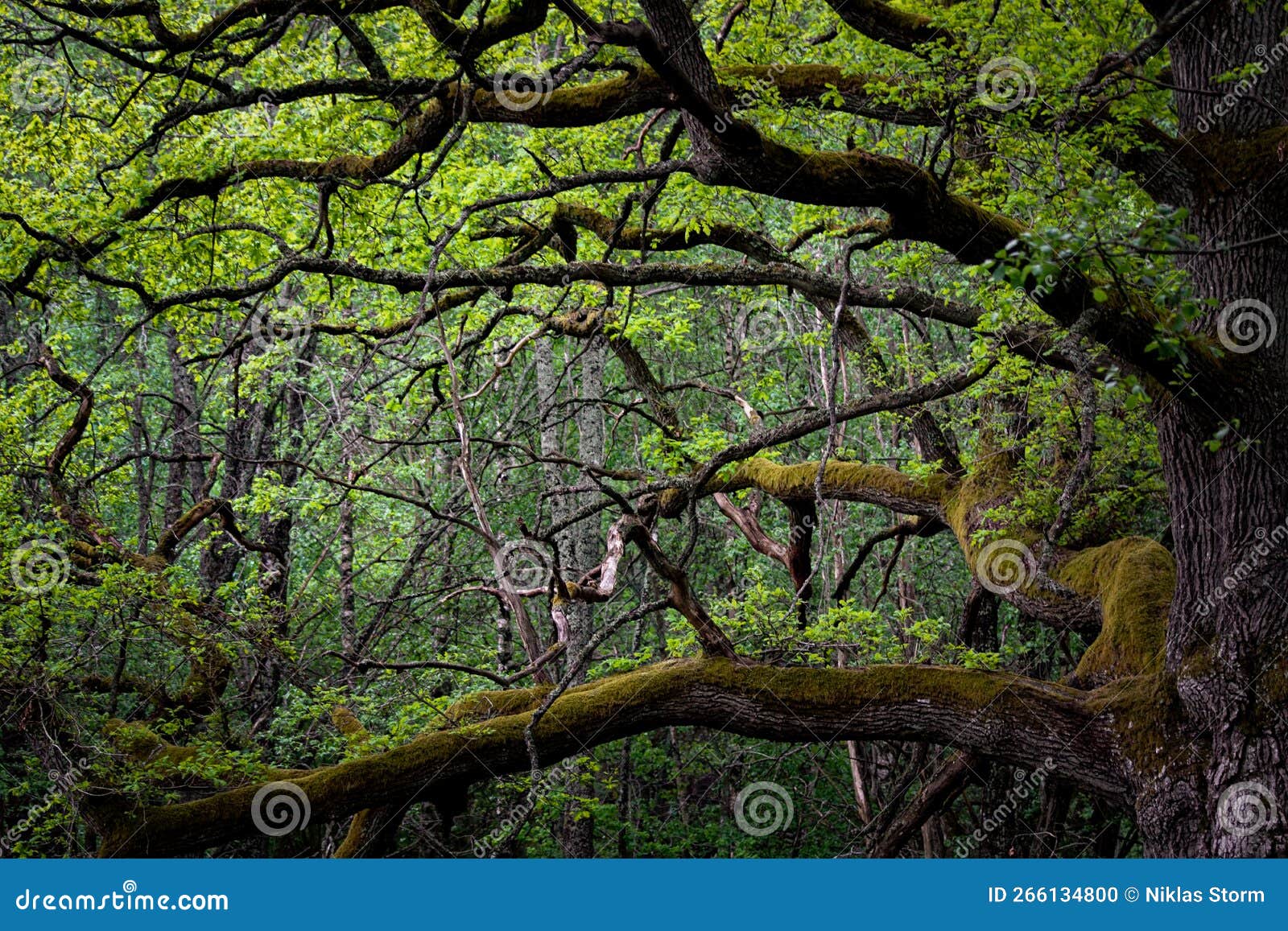 Low Angle View of Branches on a Tree in the Forest Stock Photo - Image ...