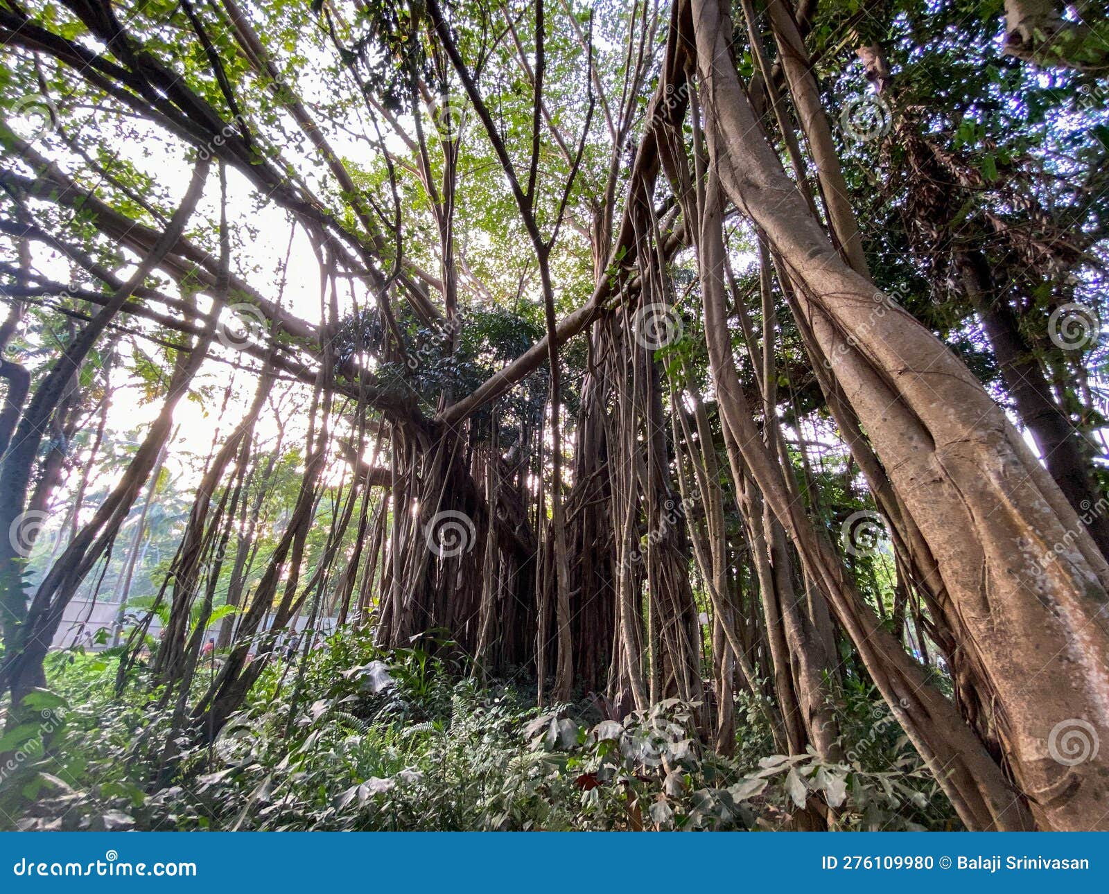 Low Angle View of the Branches and Vines Stock Photo - Image of nature ...
