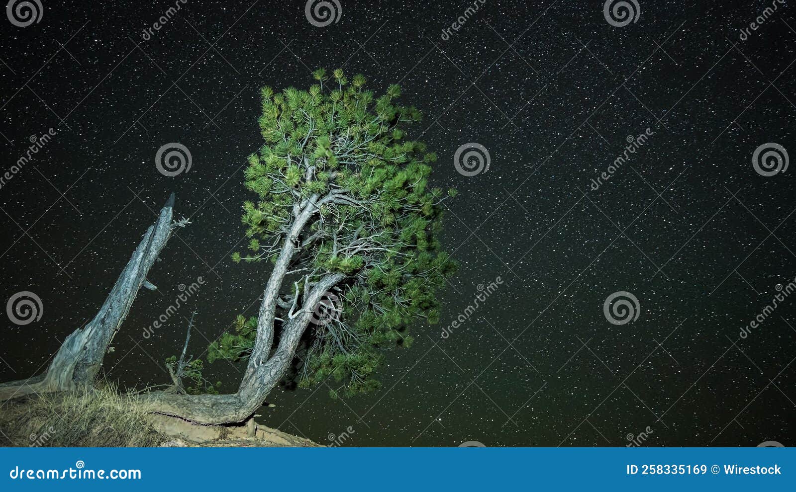 Low-angle View of a Bushy Tree with a Beautiful Starry Night in the ...