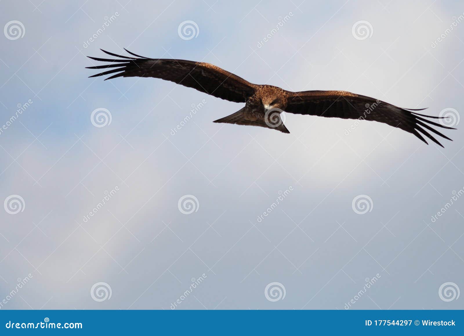 Low Angle View of a Buzzard Flying Under a Cloudy Sky in Winter in ...