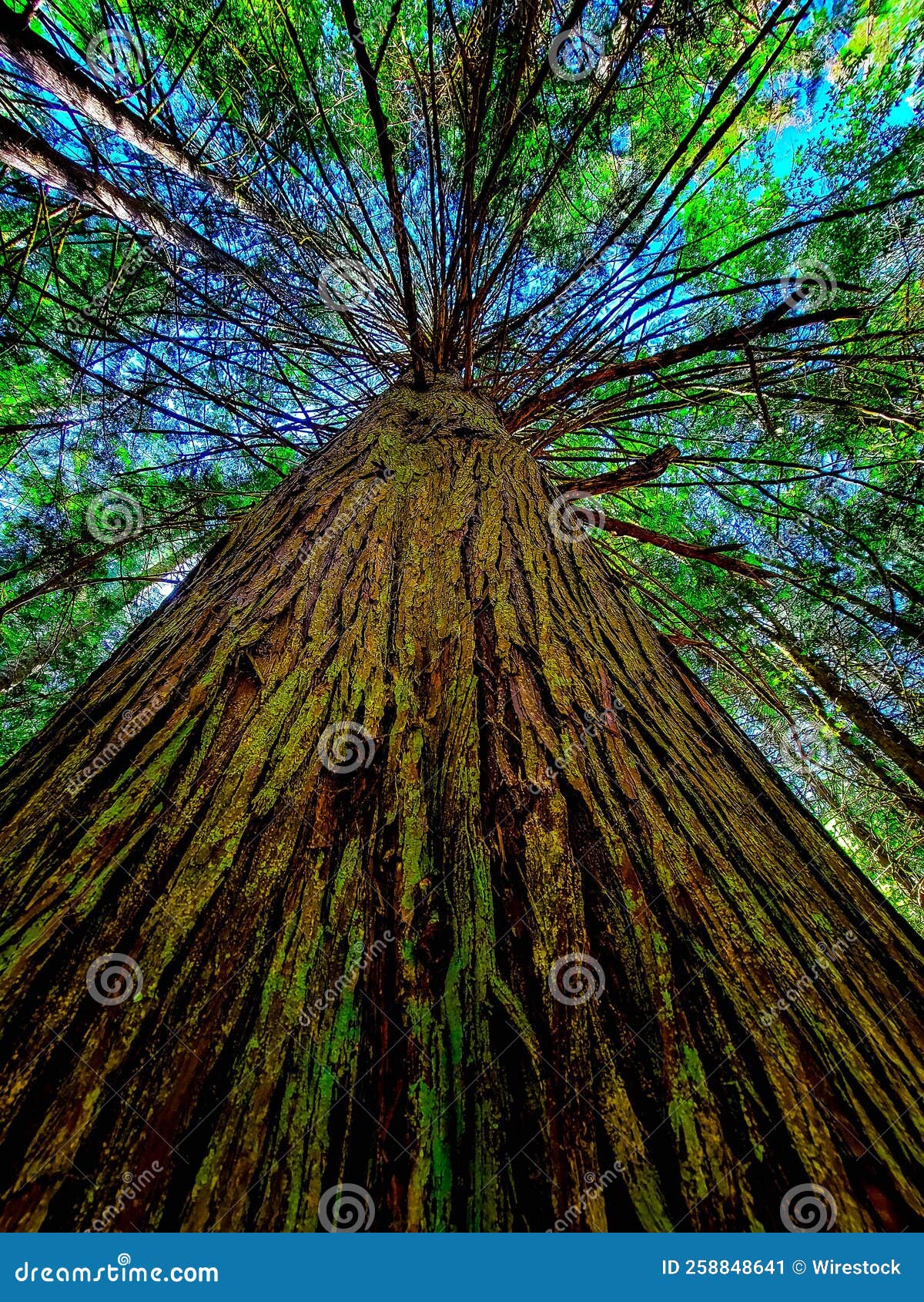 Low-angle View of a Cedar Tree Stem and Branches with Blue Sky in the ...