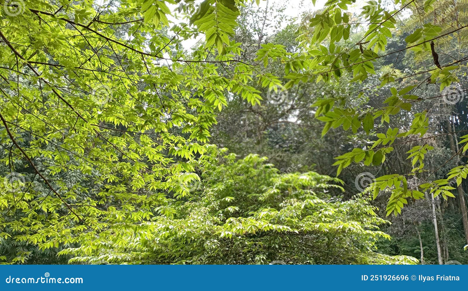 Low Angle View of Cherry Fruit Tree Green Leaf Background Stock Photo ...