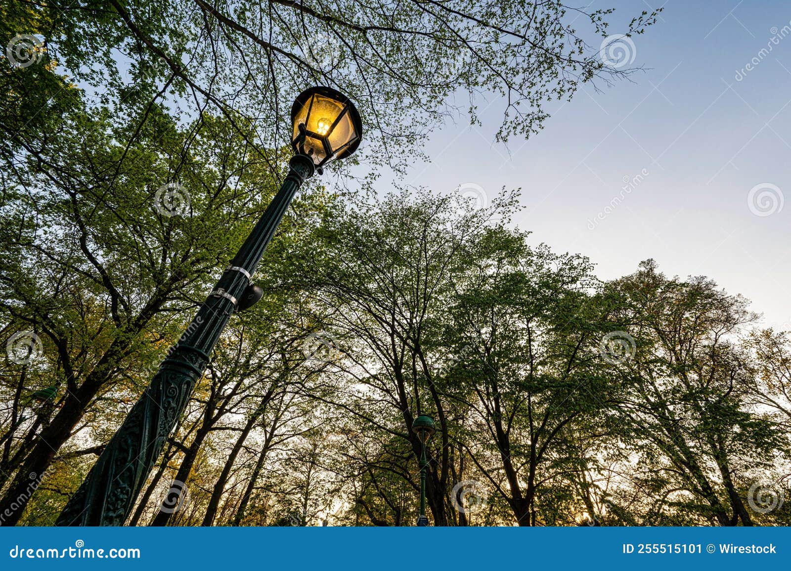 Low-angle View of Classic Street Light and Trees Under the Blue Sky ...