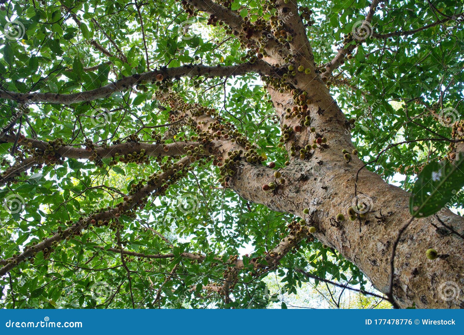 Cluster Fig Tree Of Gular Fig Tree Botanical Name Is Ficus Racemosa In ...