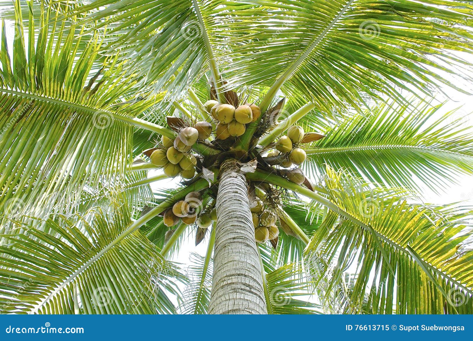 View Of Coconuts At Anda Beach Bohol Island With Coconut Palms Royalty ...