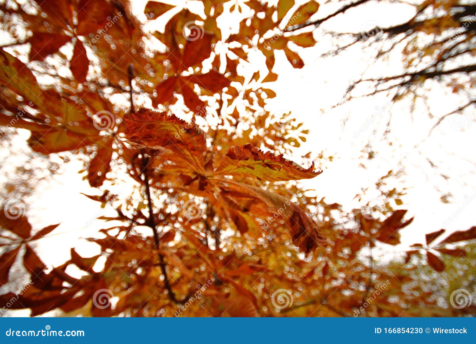 Low Angle View of Colorful Leaves on Tree Branches during Autumn with a ...