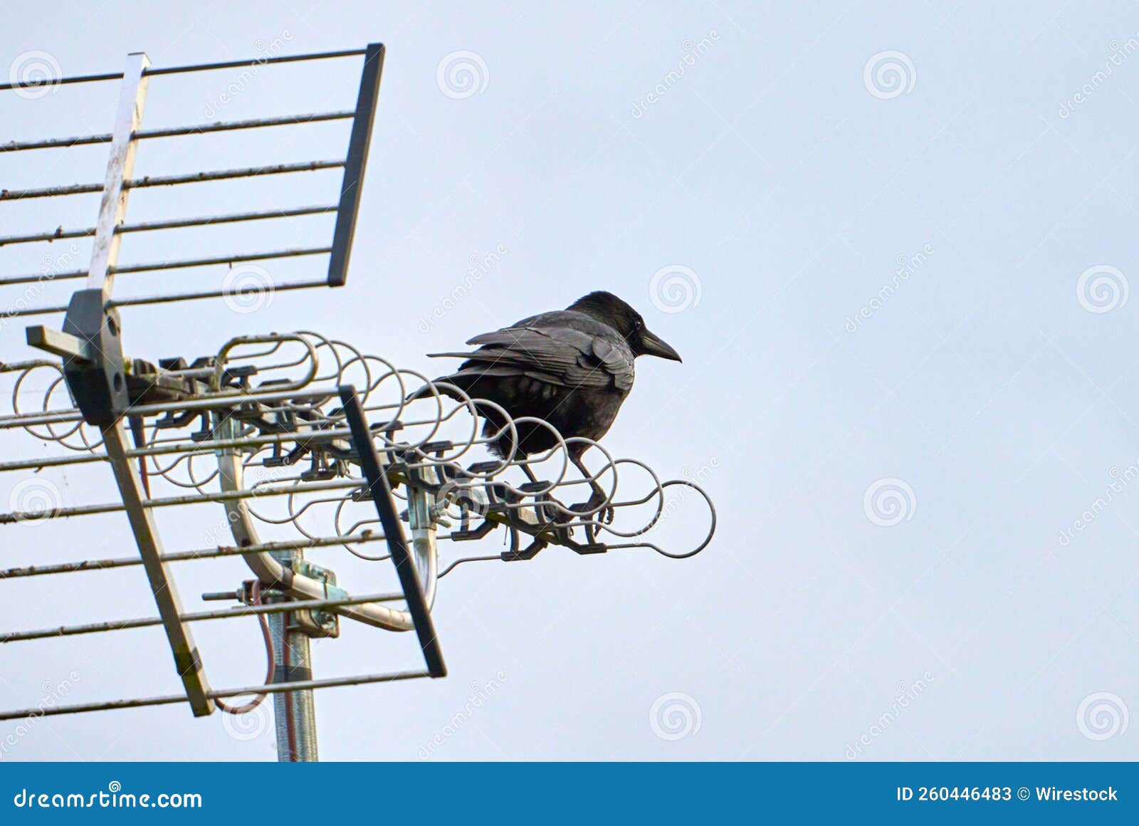 Low-angle View of a Common Raven Perching on the Electricity Column ...