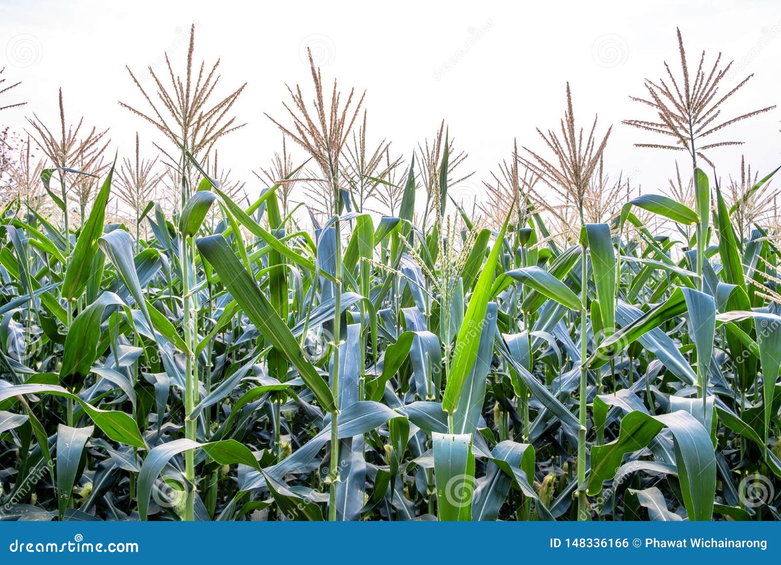 Low Angle View of Corn Field in Bloom Against Bright White Sky ...