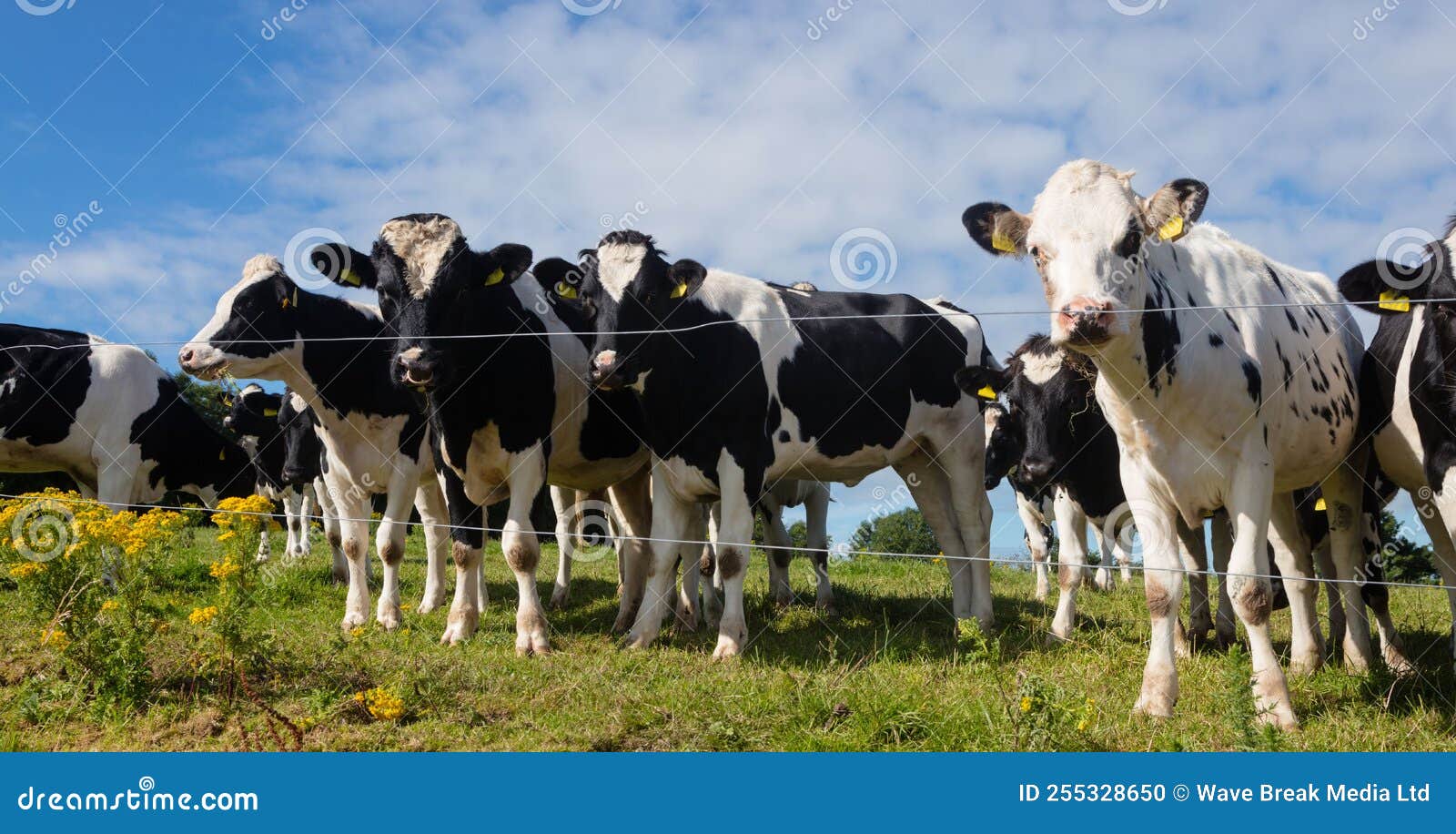 Low Angle View of Cows at Farm Stock Photo - Image of grass, landscape ...