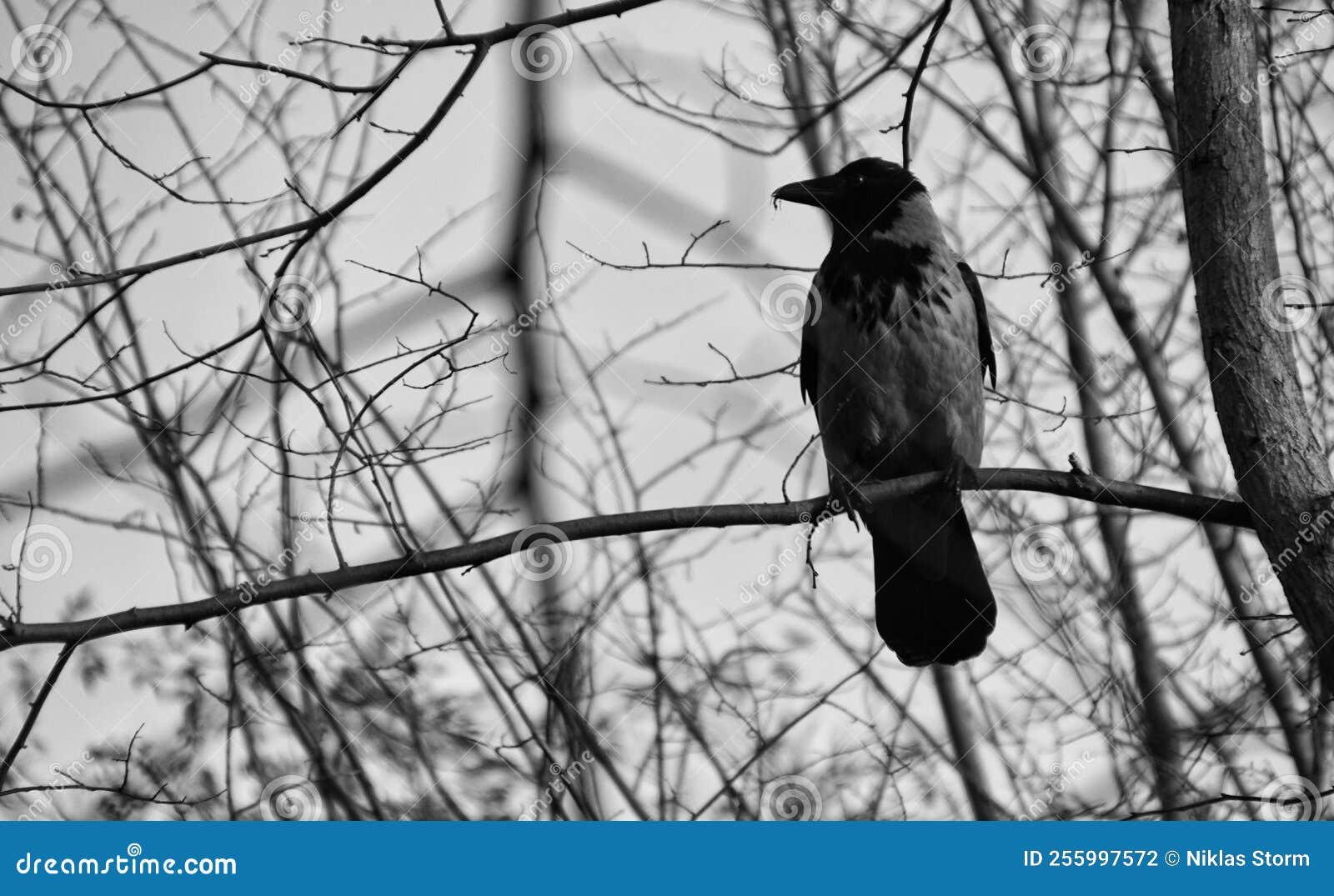 Low Angle View of Crow Perching in Bare Tree Stock Photo - Image of ...