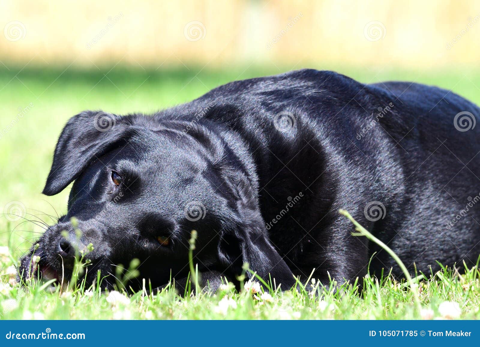 Black Labrador Lying on the Grass while Chewing a Stone Stock Image ...