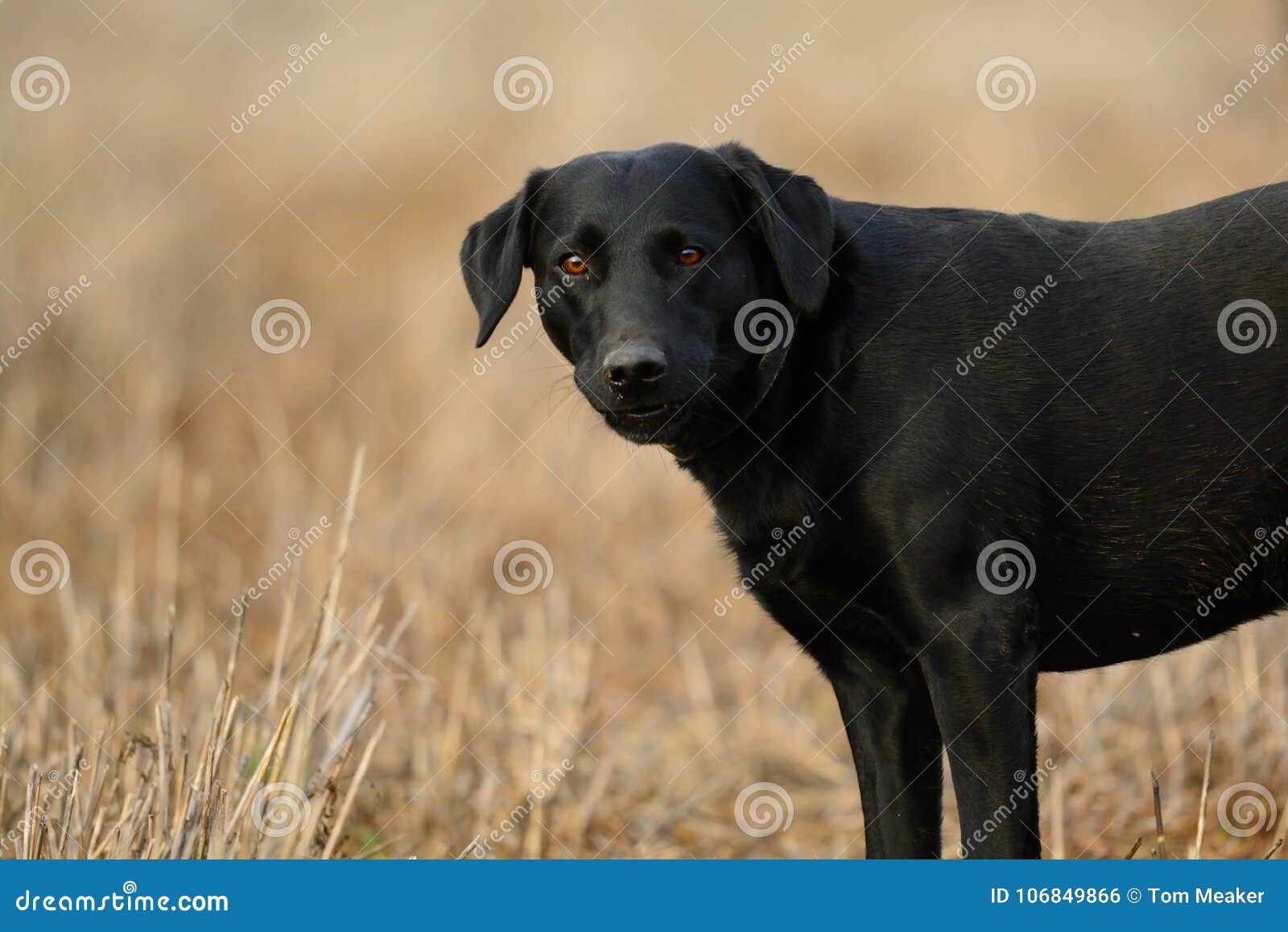 Black Labrador Standing in a Field Stock Photo - Image of relaxing ...