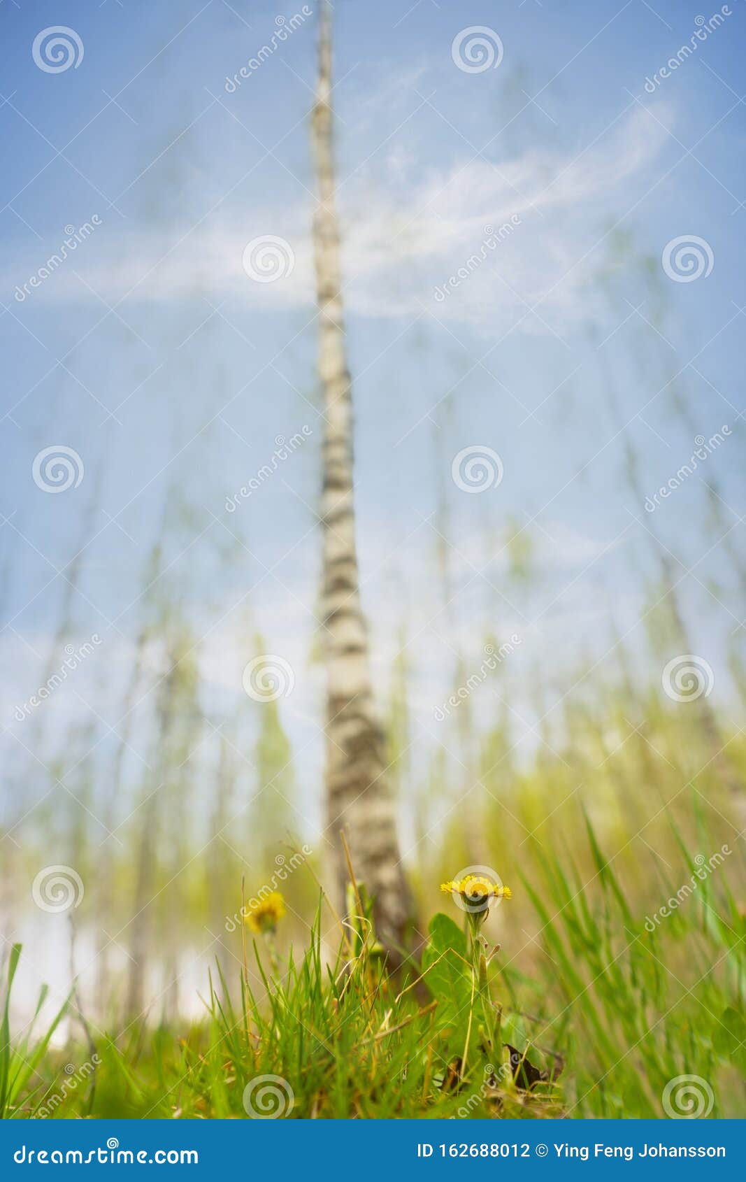 Dandelion in Birch Forest in Early Spring Stock Photo - Image of ...