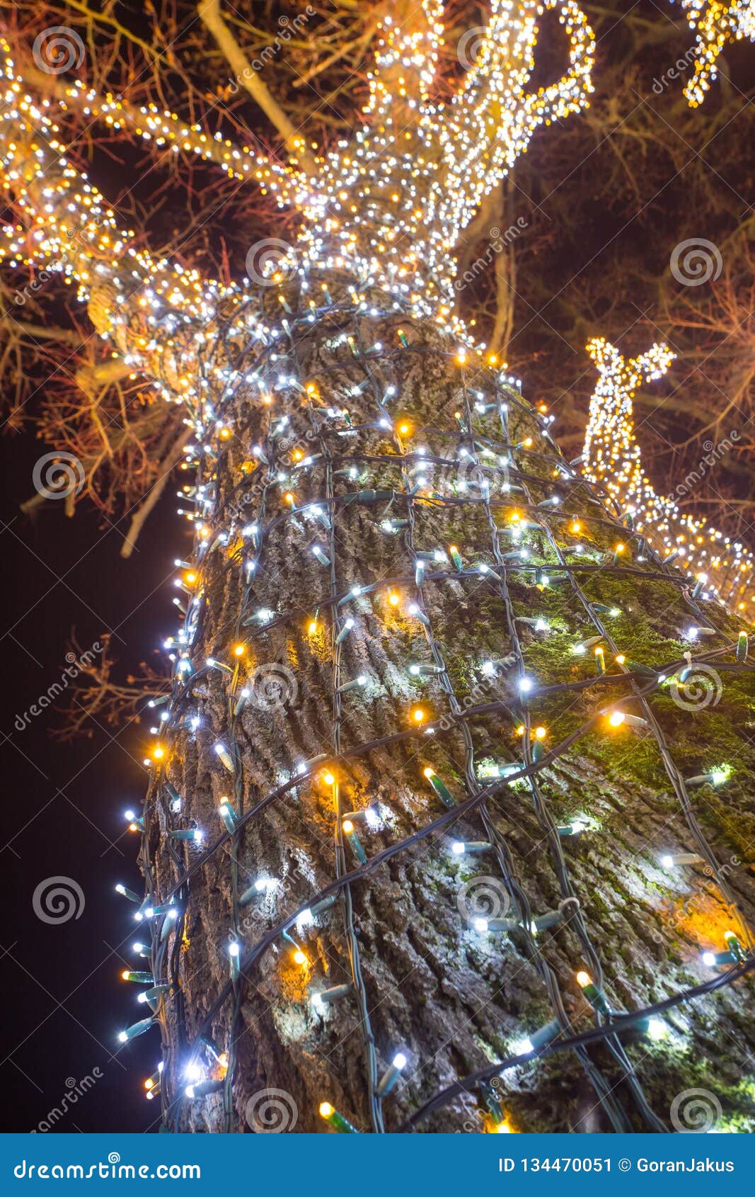 Decorated Illuminating Tree Stock Image - Image of christmas, black ...