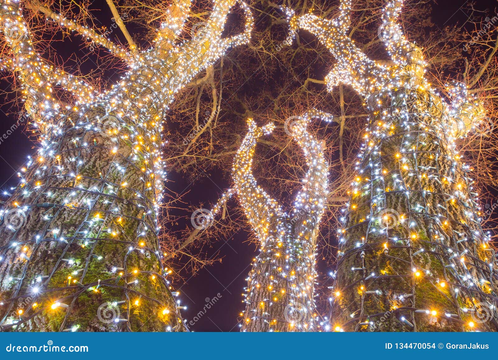 Decorated Illuminating Tree Stock Photo - Image of season, december ...
