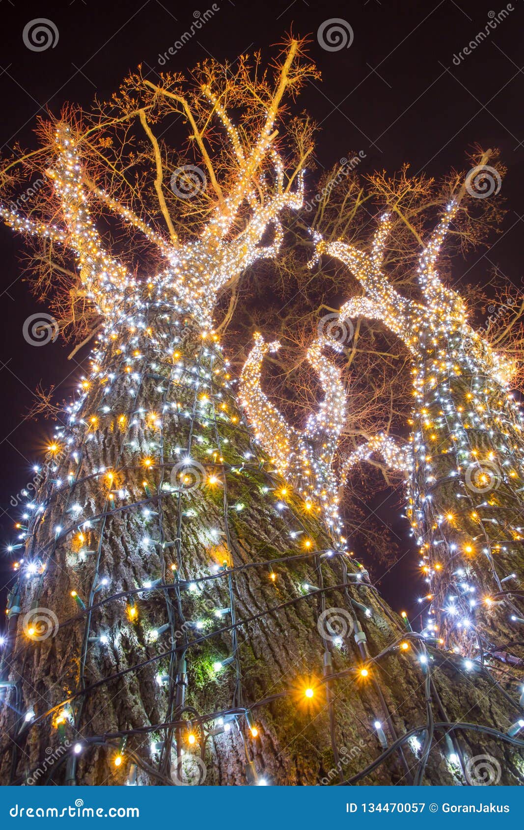 Decorated Illuminating Tree Stock Image - Image of colorful, lamp ...