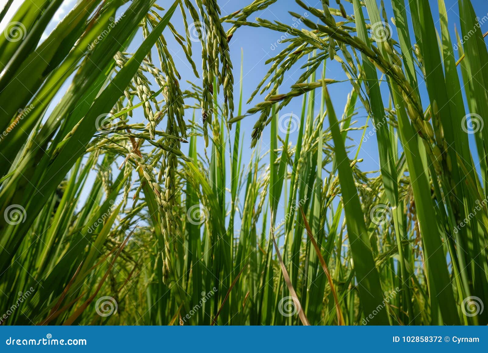 Ears Of Rice. Stock Photo | CartoonDealer.com #226520130