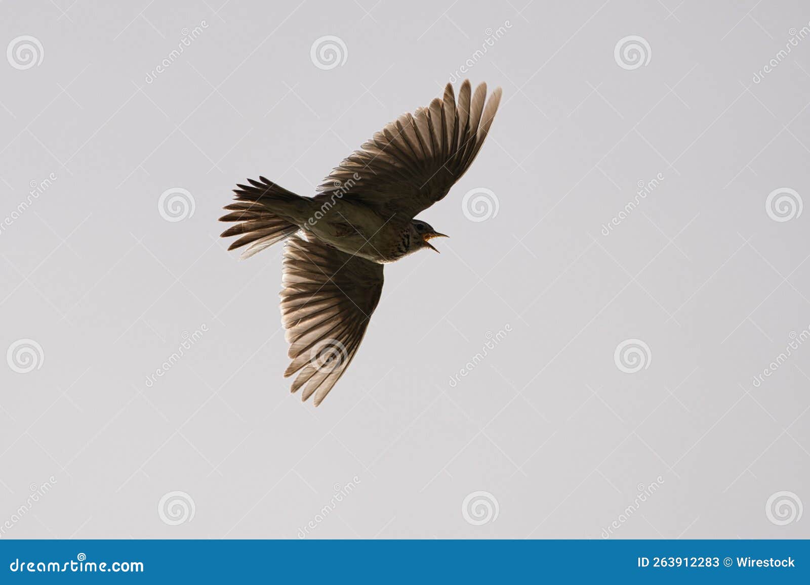 Low Angle View of a Eurasian Skylark Bird Mid Flight Stock Image ...