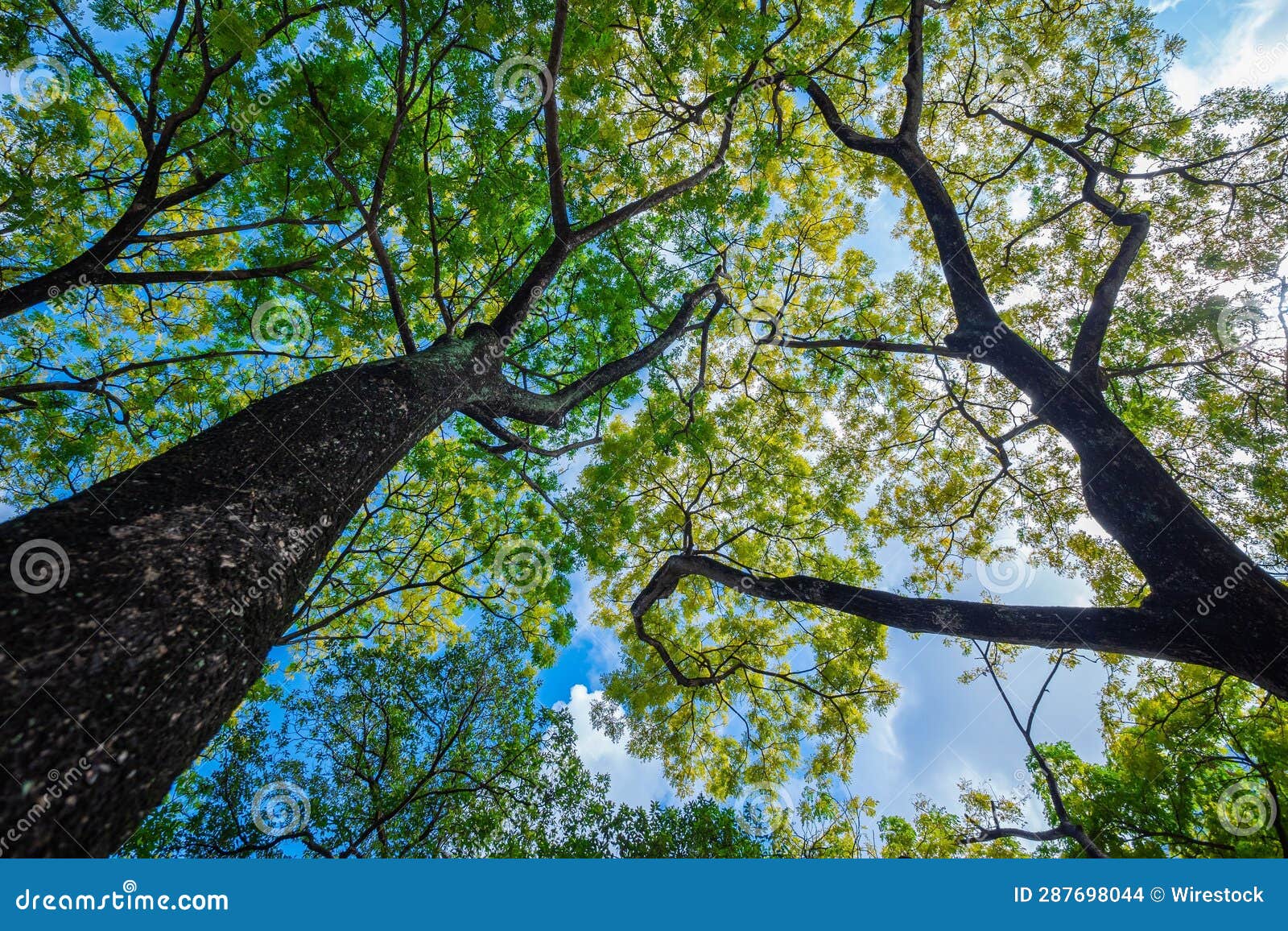 Sunny Canopy of Tall Trees. Sunlight in Deciduous Forest, Summer Stock ...
