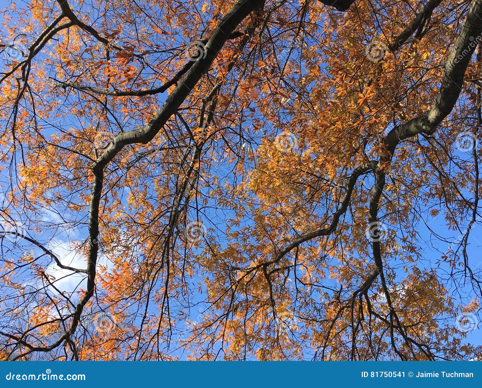 Low Angle View of Fall Leaves Stock Image - Image of life, orange: 81750541