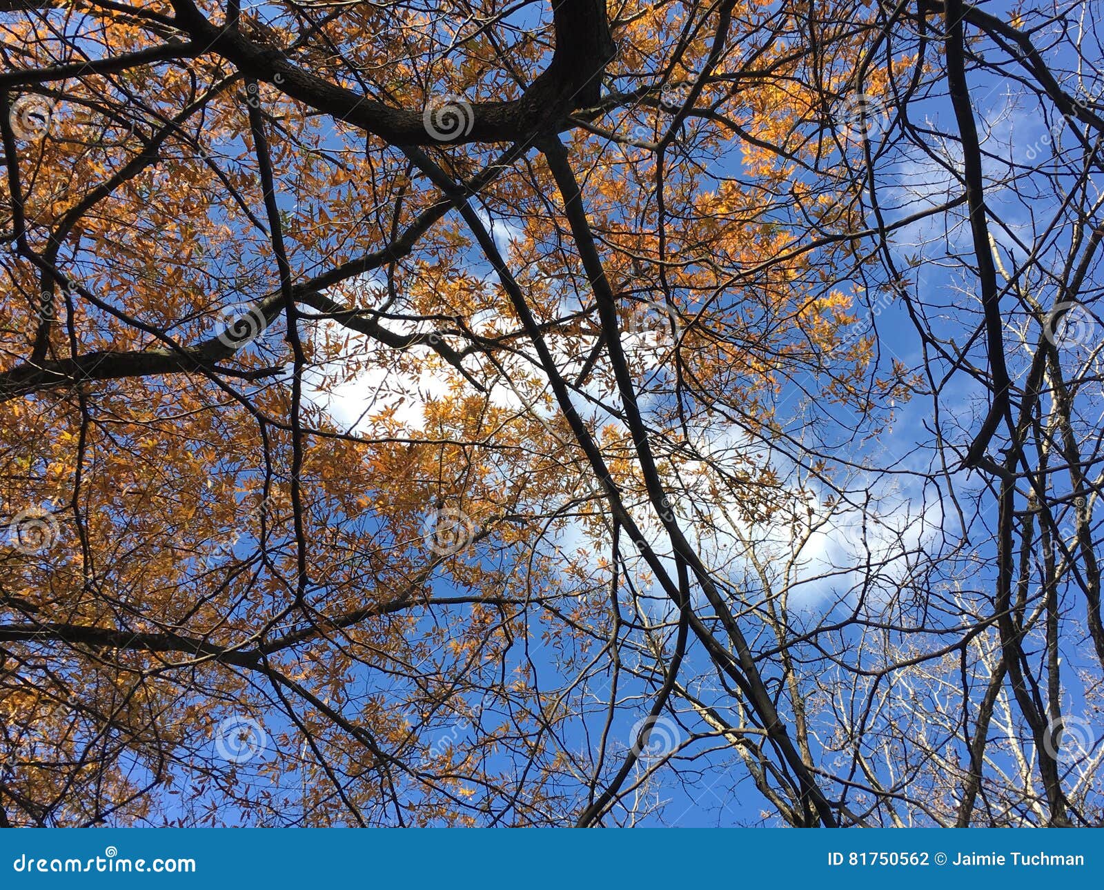 Low Angle View of Fall Leaves Stock Photo - Image of leaves, landscape ...