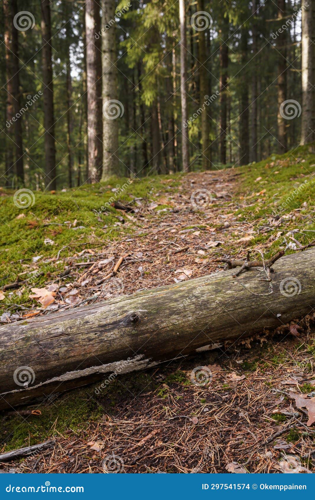 Low Angle View of a Fallen Tree on a Forest Path Stock Photo - Image of ...