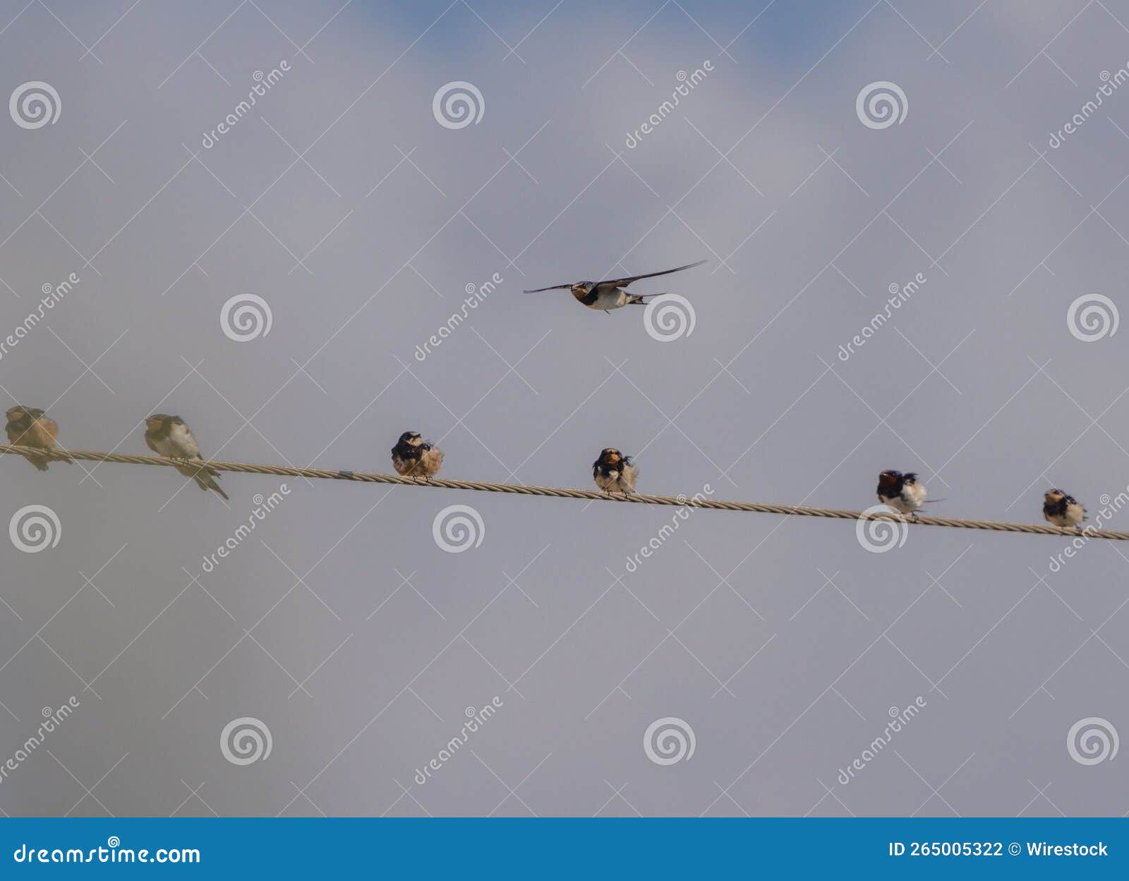 Low-angle View of a Flock of Barn Swallows Standing on a Cable Stock ...