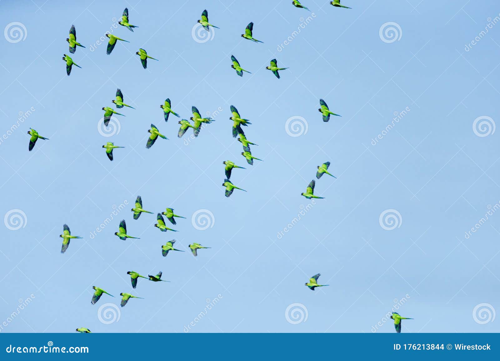 Low Angle View of a Flock of Birds Flying in the Blue Sky at Daytime ...
