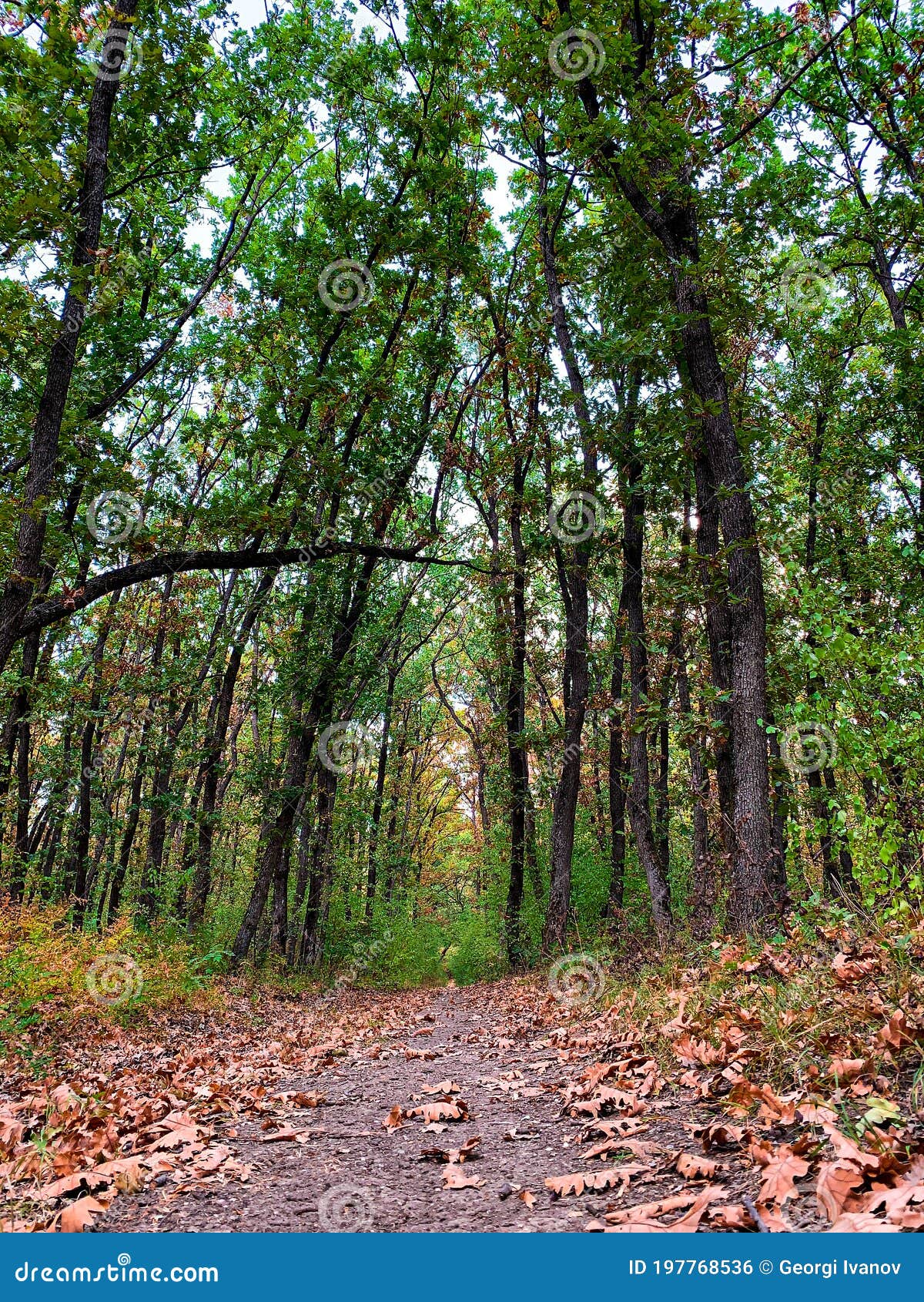 Low Angle View on Forest Path in the Woods Stock Photo - Image of ...