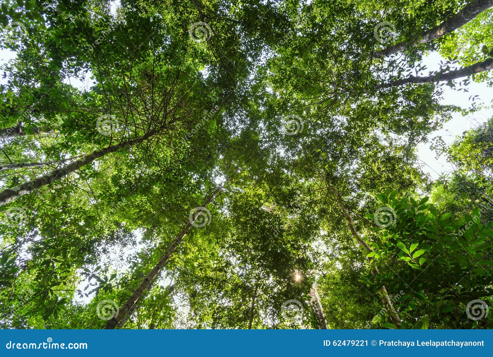 Low Angle View of the Forest Stock Image - Image of flora, conservation ...