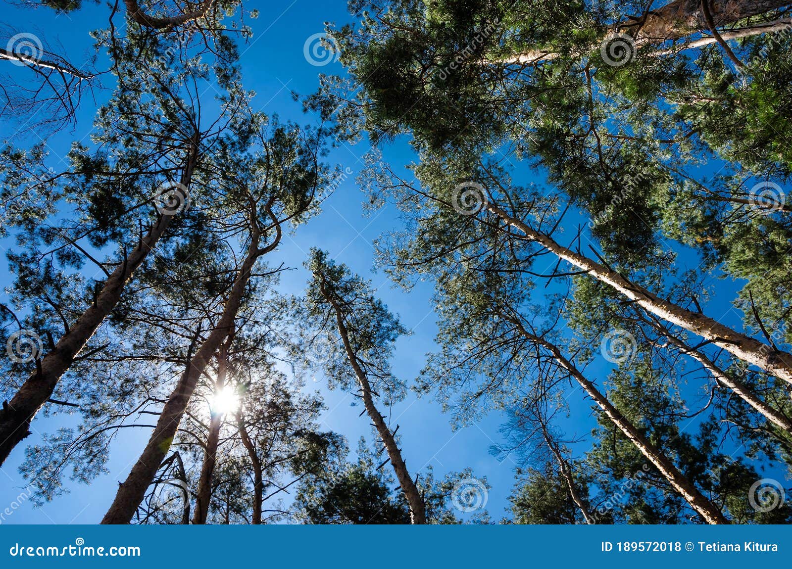 Low Angle View of the Forest To the Sky.Coniferous Trees in the Forest ...