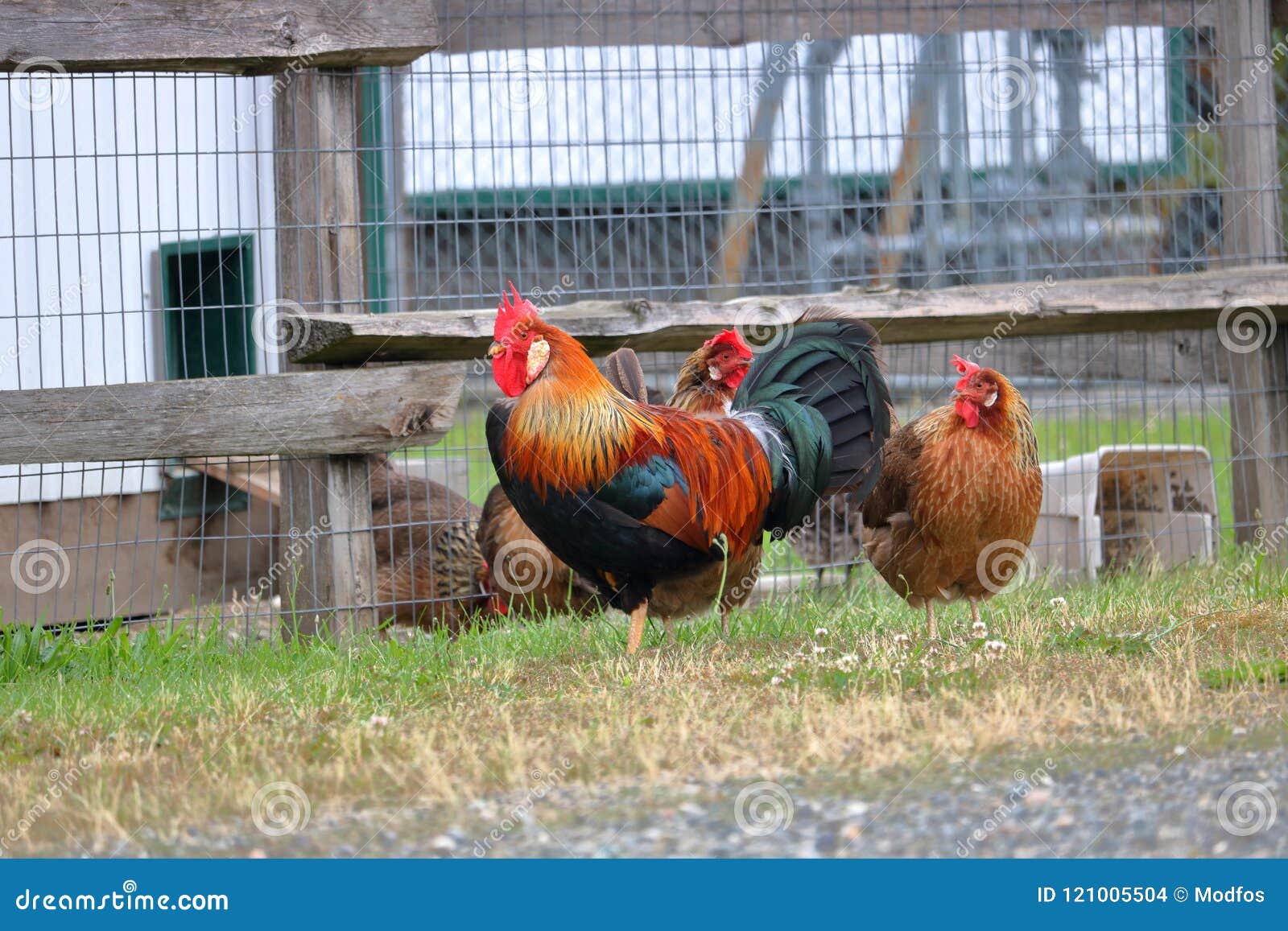 Free Range Rooster and Hens Stock Photo - Image of outside, full: 121005504