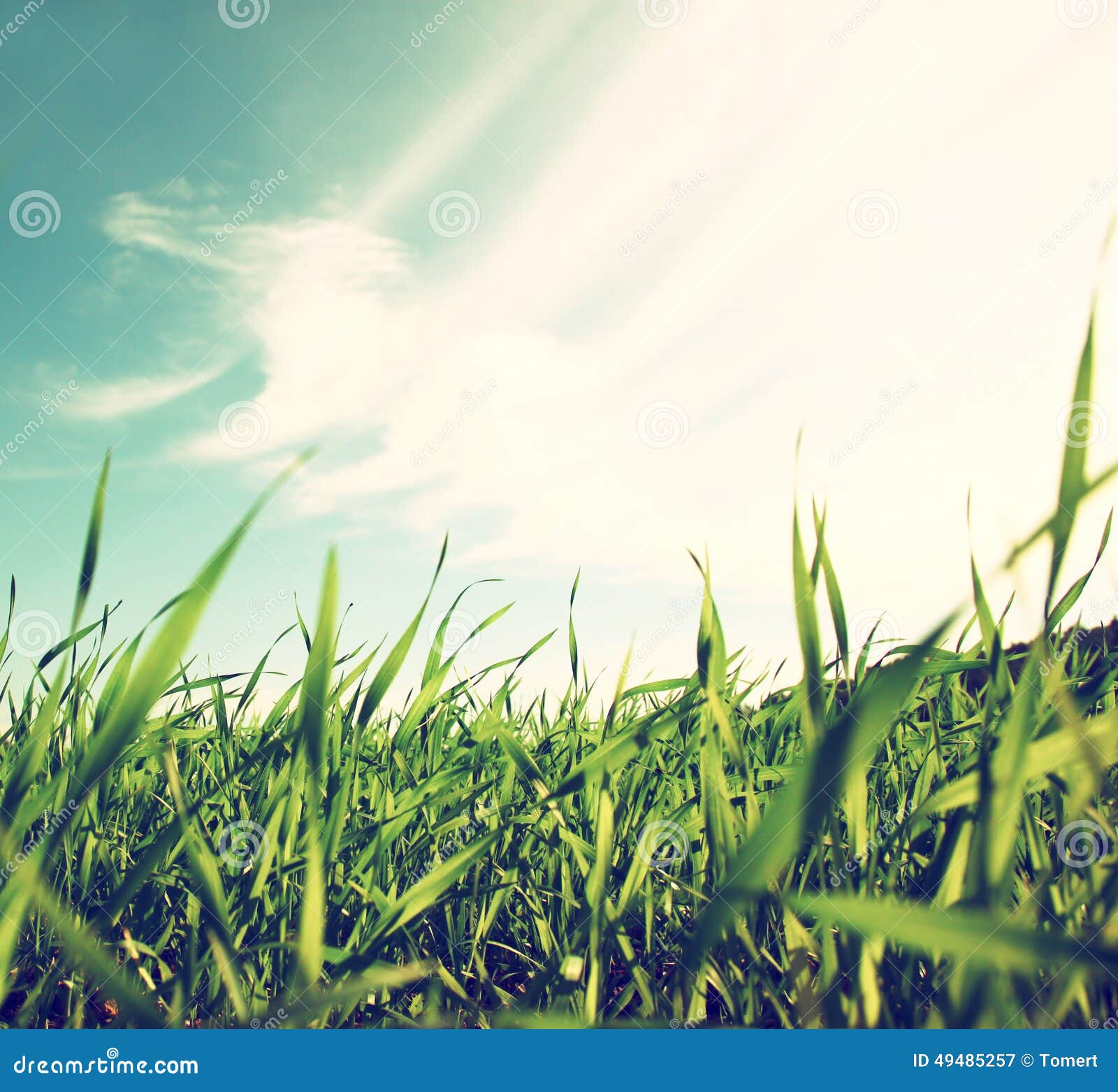 Low Angle View of Fresh Grass Against Blue Sky with Clouds. Freedom and ...