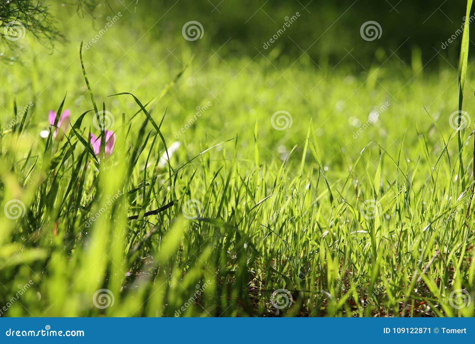Low Angle View of Fresh Grass. Freedom and Renewal Concept. Stock Image ...