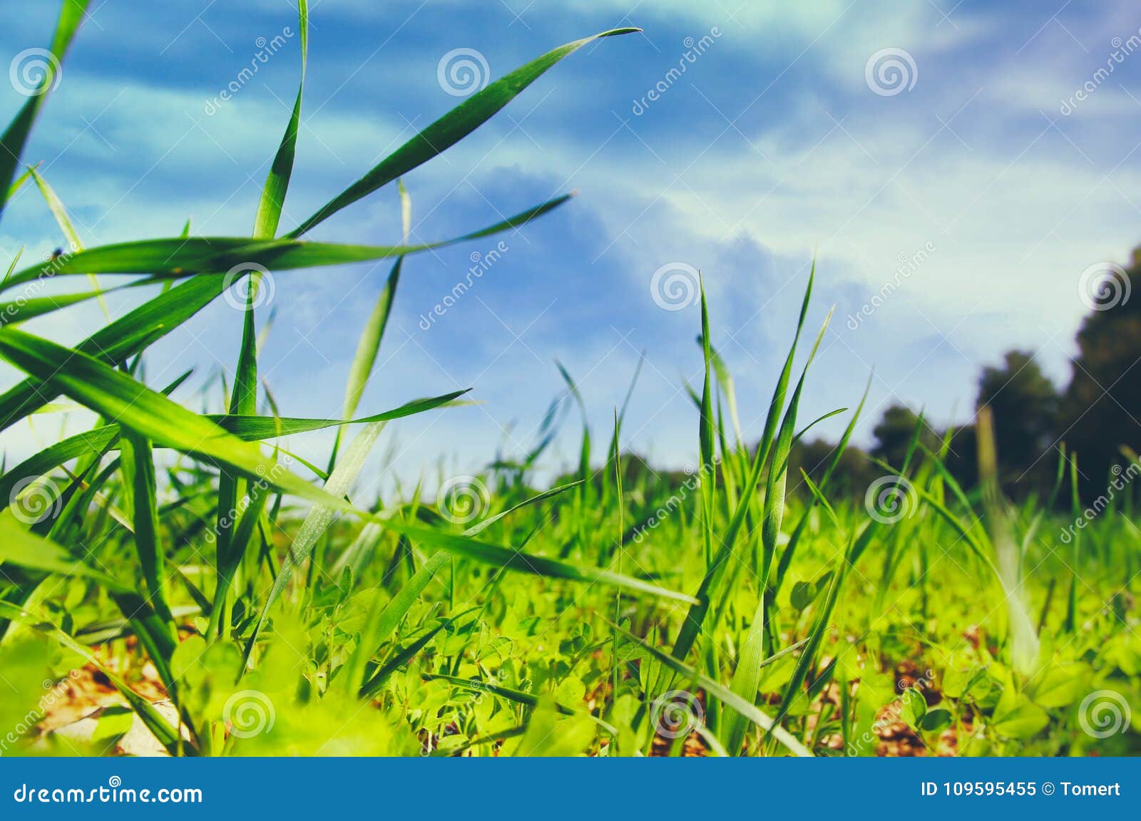 Low Angle View of Fresh Grass. Freedom and Renewal Concept. Stock Image ...