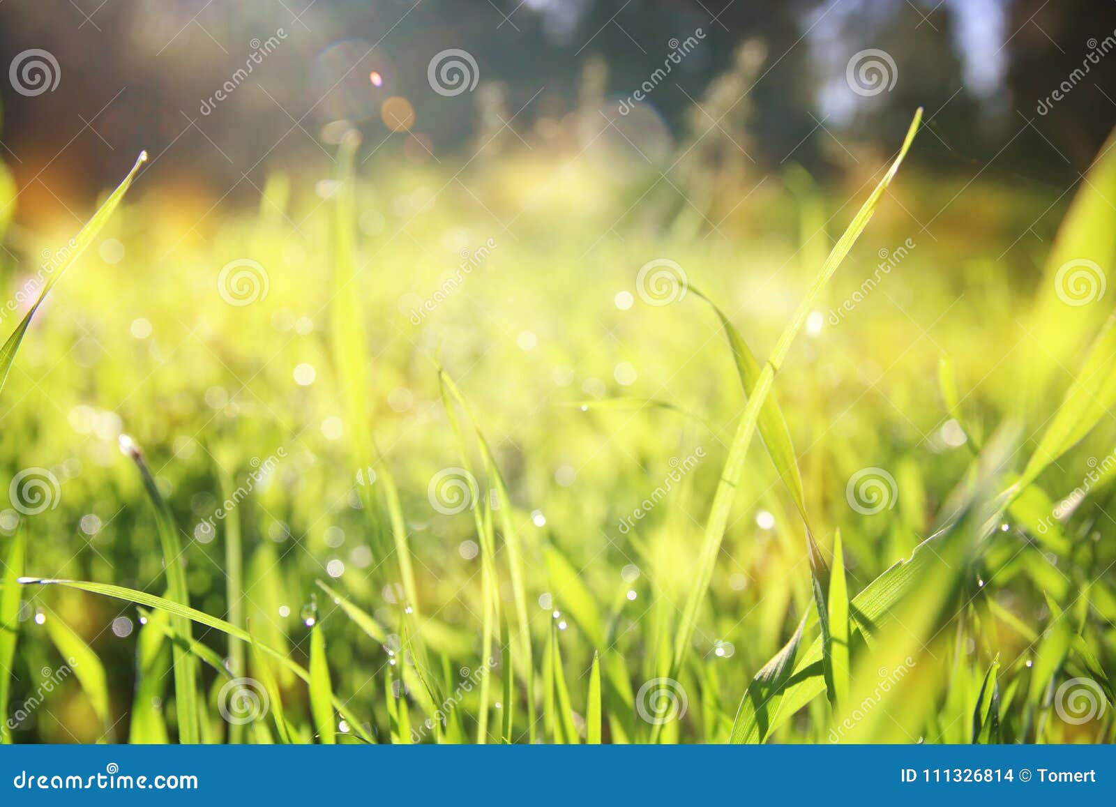 Low Angle View of Fresh Grass. Freedom and Renewal Concept. Stock Photo ...