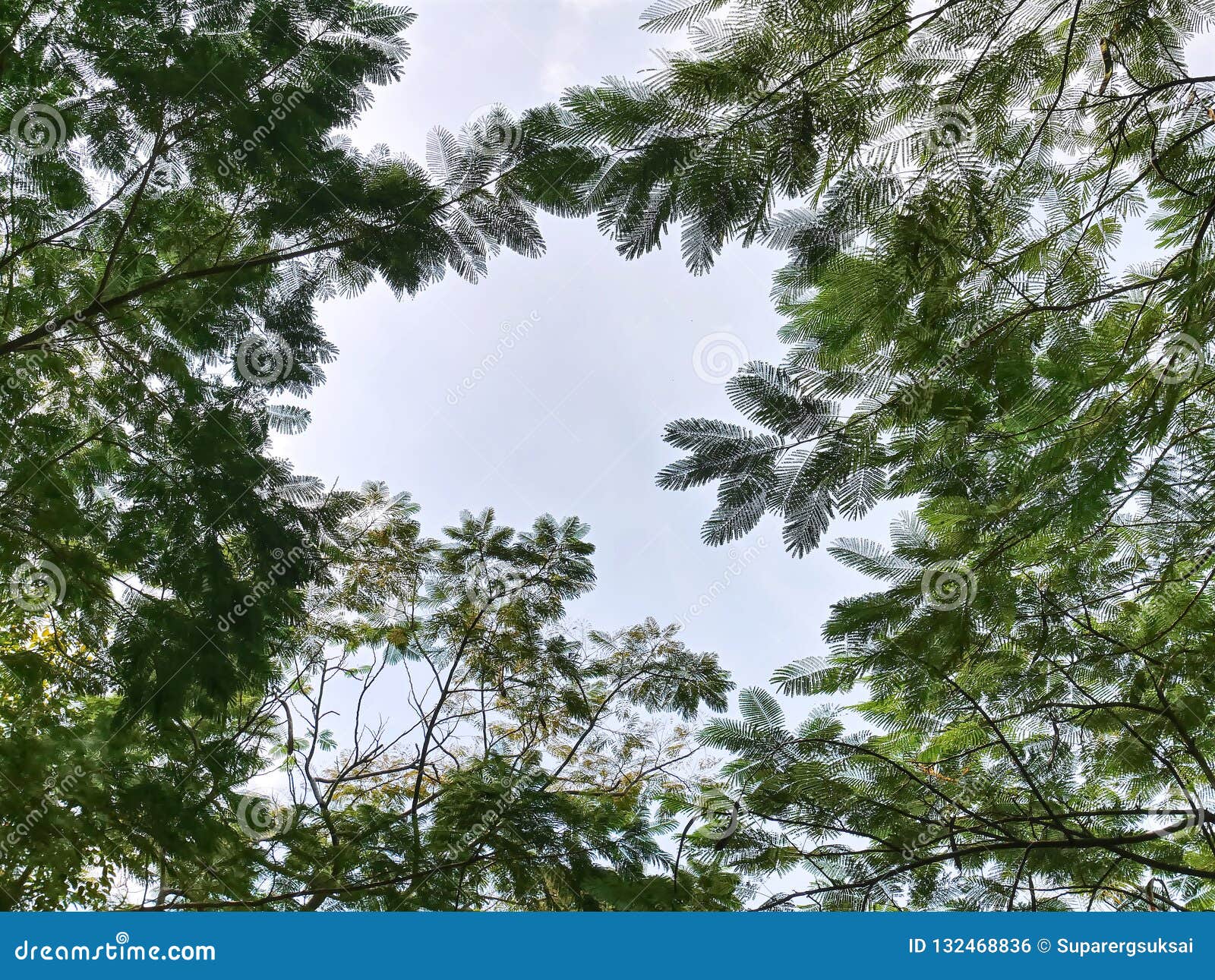 Low Angle View of Tree Canopy through Clear Sky Stock Photo - Image of ...