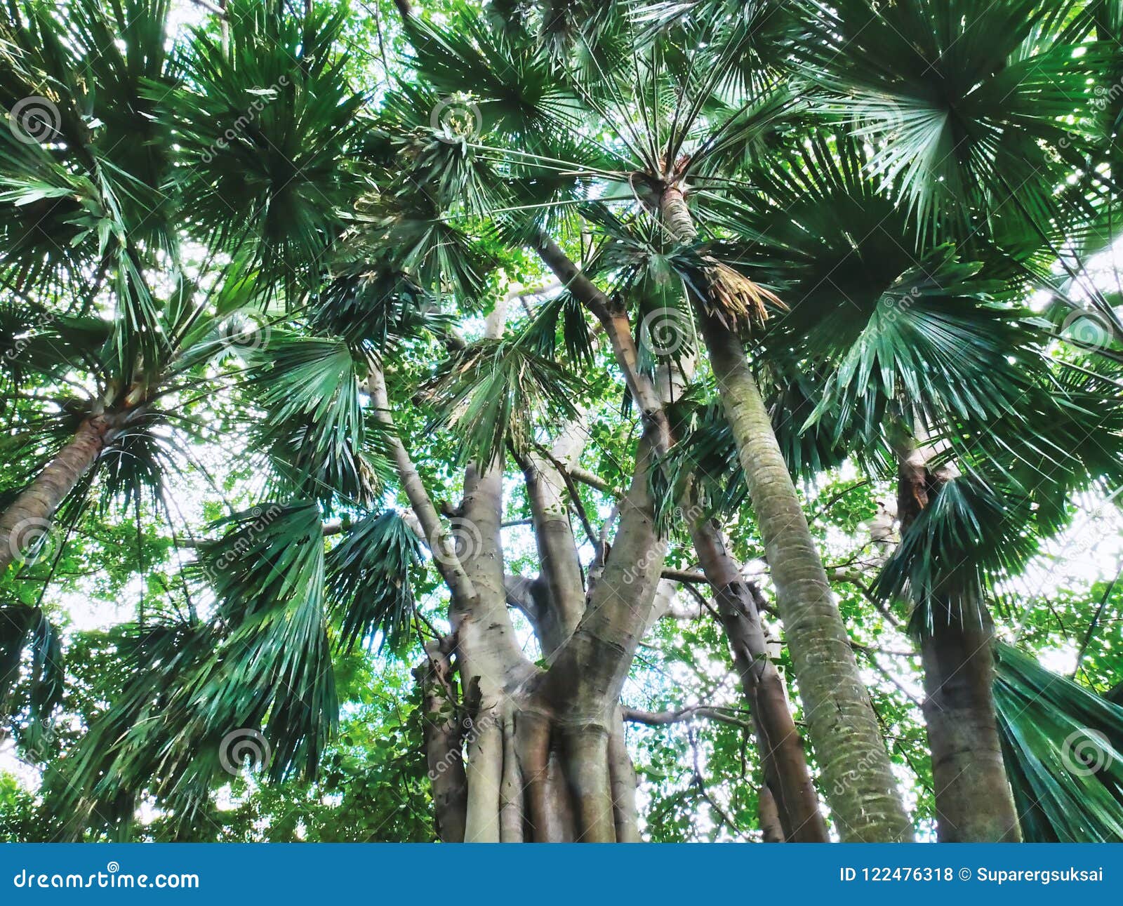 Low Angle View of Fresh Large Trees in the Jungle Stock Photo - Image ...