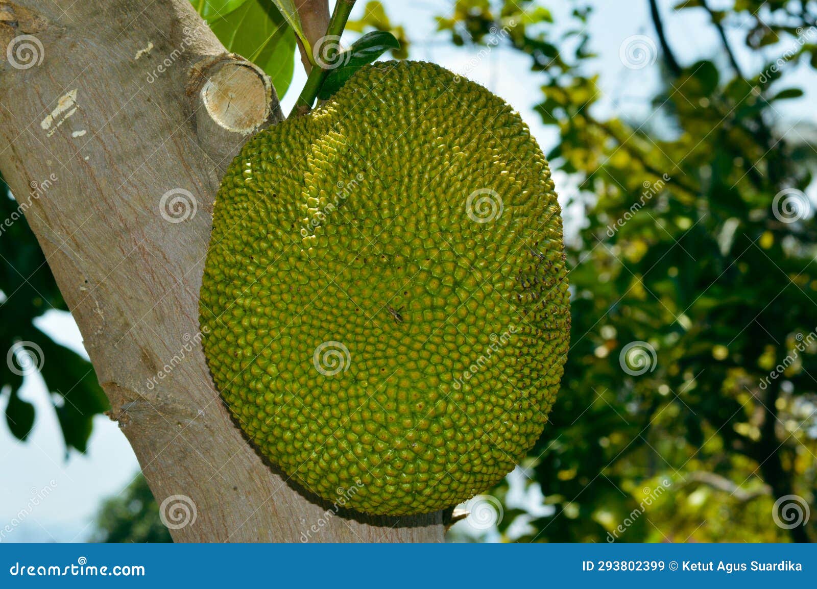 Low Angle View of a Fresh Young Large Jackfruit Hanging on the Tree ...