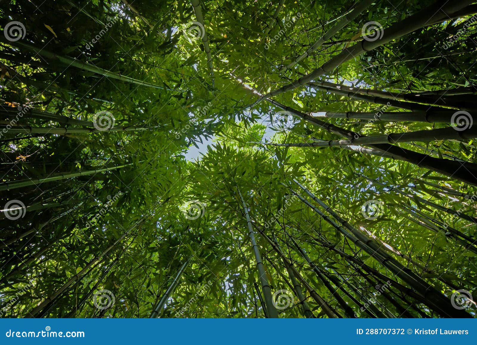View from Below on a Bamboo Canopy Stock Photo - Image of vegetation ...