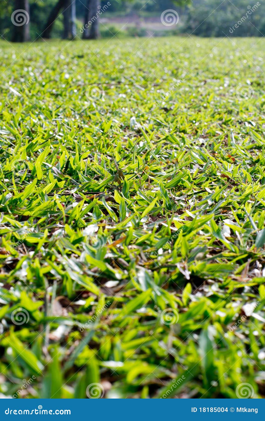 Low Angle View of Grass Field Stock Photo - Image of field, natures ...