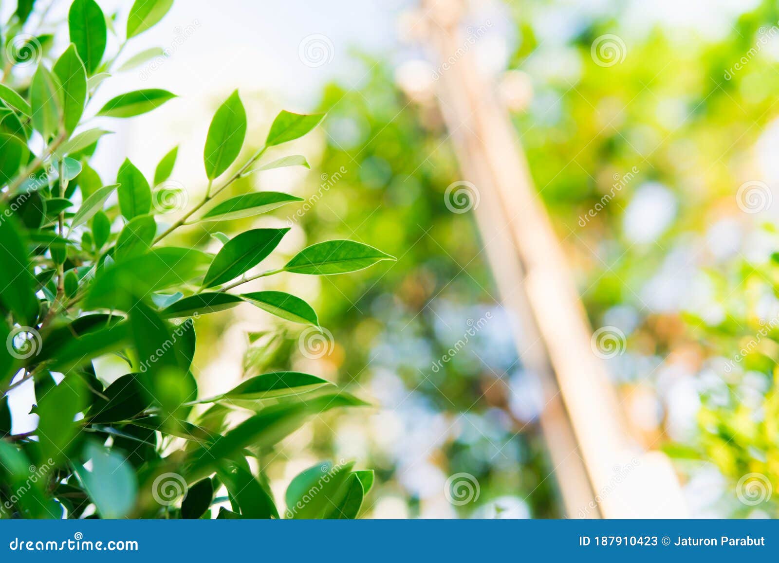 Low Angle View of Green Leaf on Blurred Greenery Background Stock Image ...