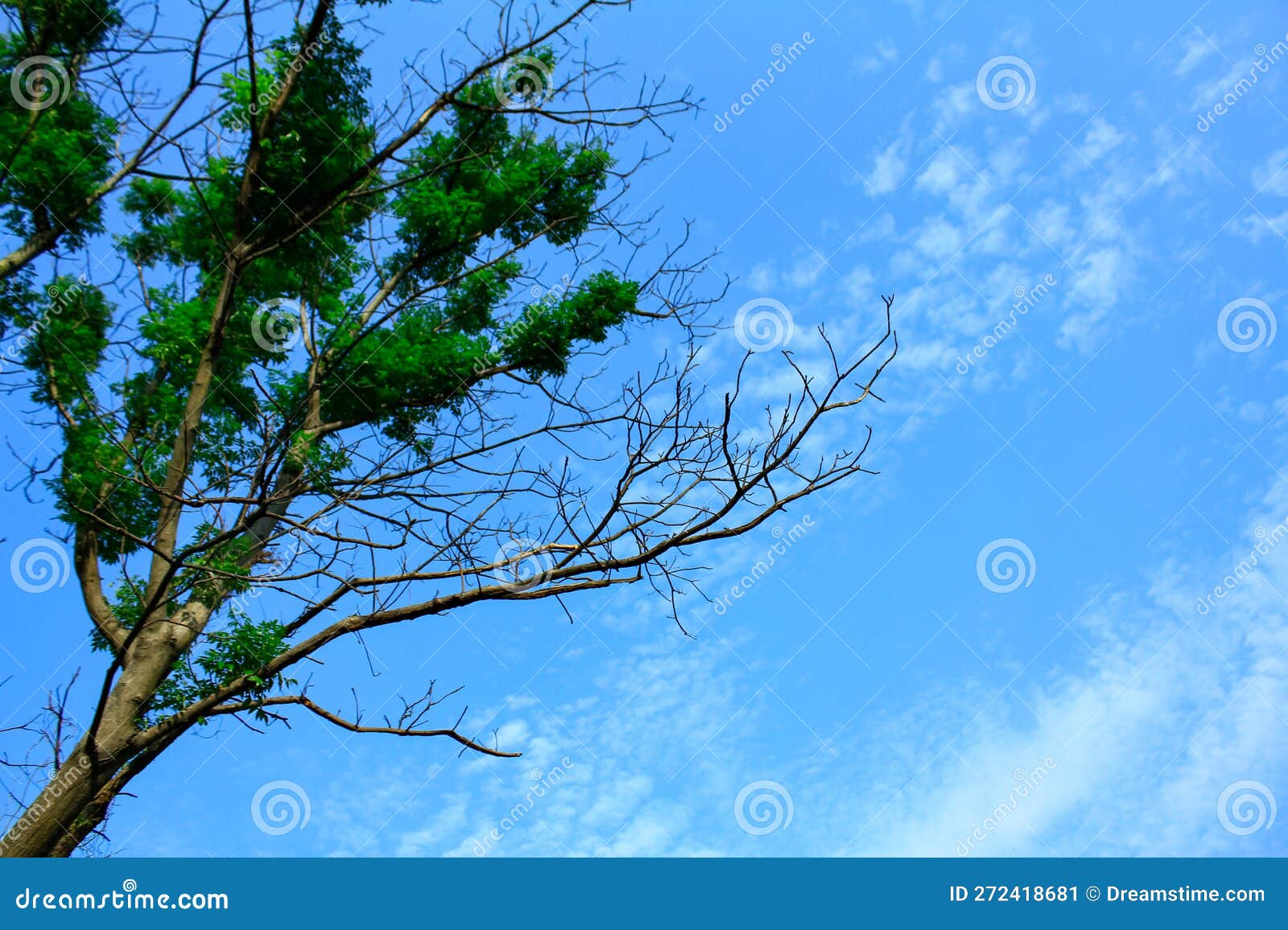 Low Angle View of a Green Tree with the Blue Sky. Stock Image - Image ...