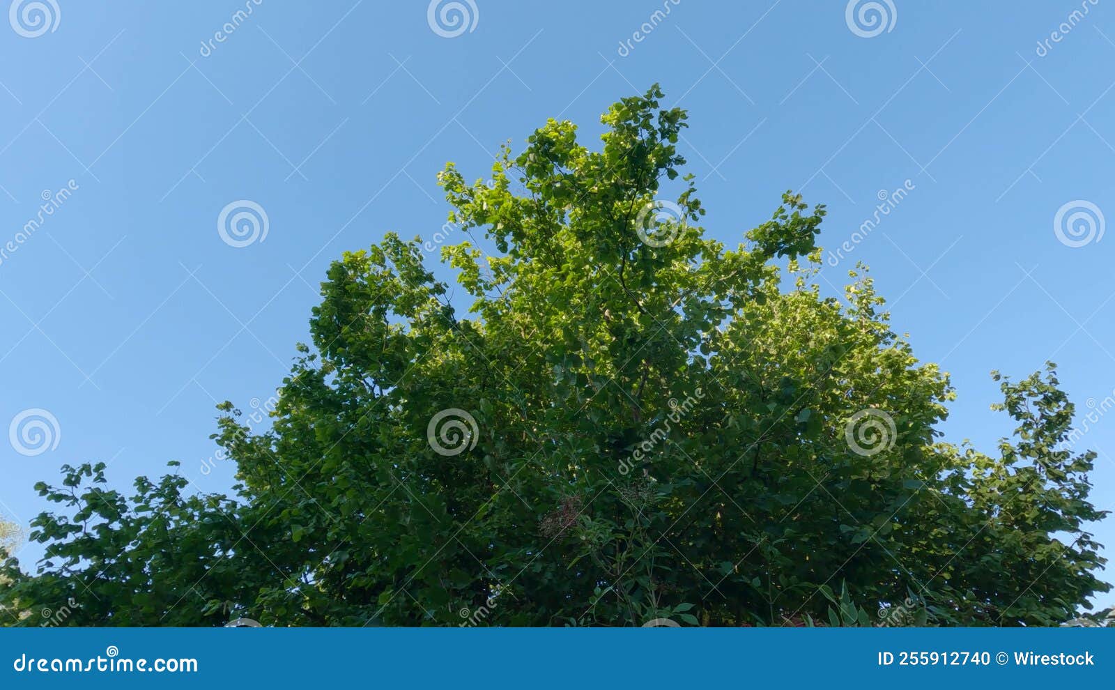 Low-angle View of a Green Tree Leaves and Branches Against the Blue Sky ...