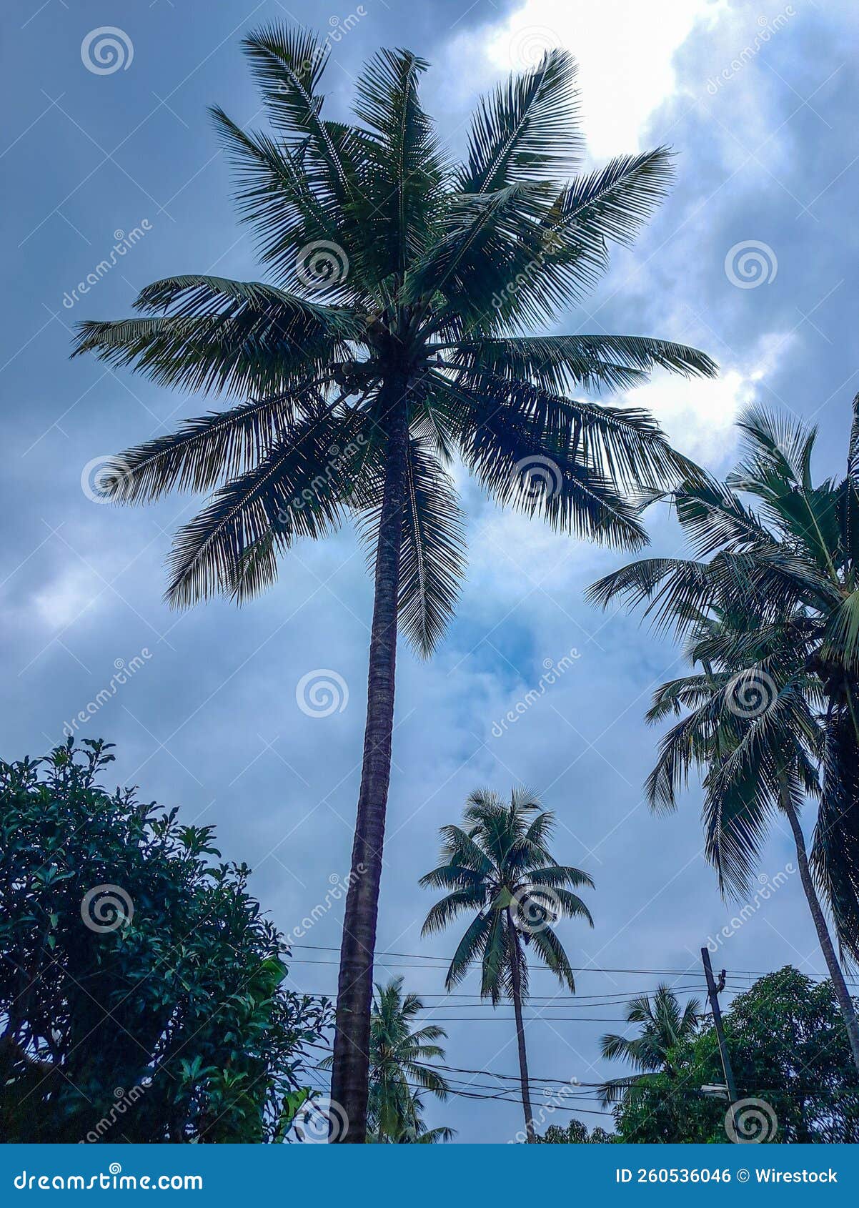 Low Angle View of Growing Palms in Background of Blue Sky Stock Photo ...