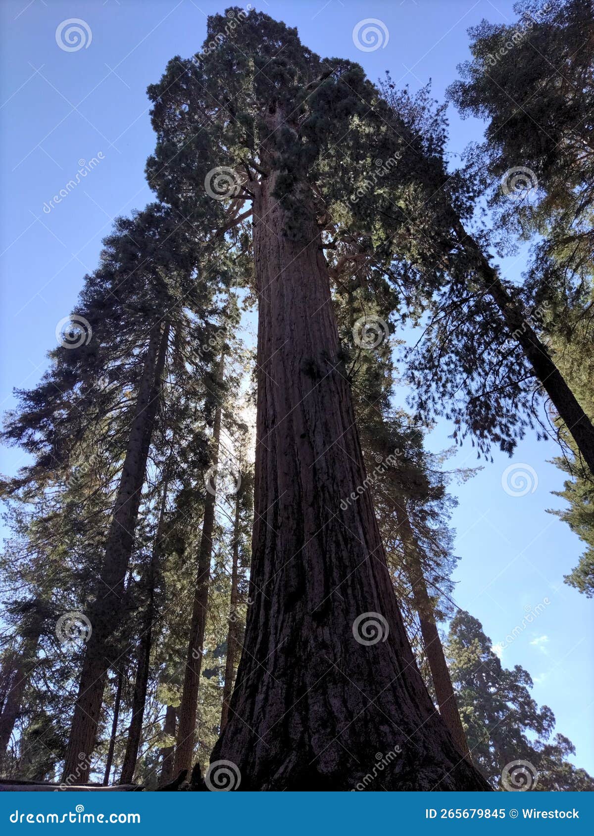 Low Angle View of Growing Tall Dense Trees Stock Image - Image of grass ...