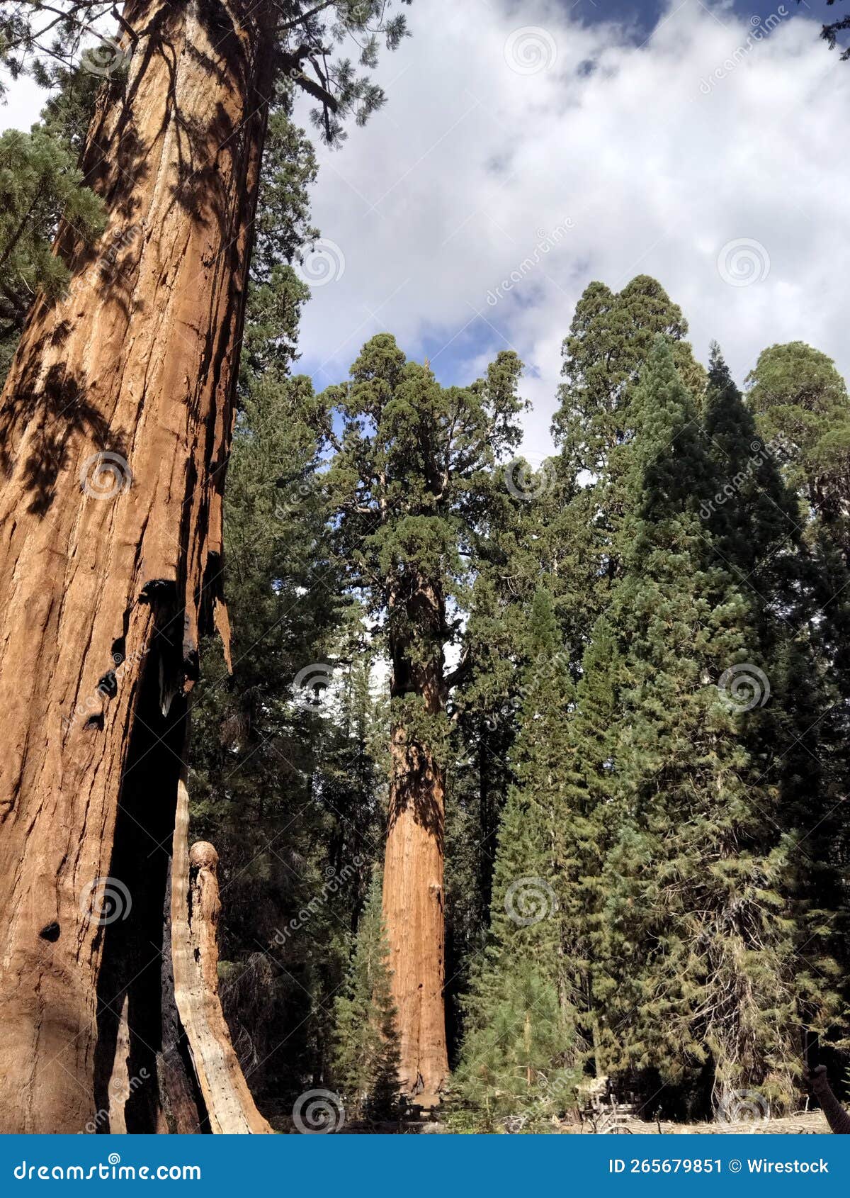 Low Angle View of Growing Tall Dense Trees Stock Image - Image of ...
