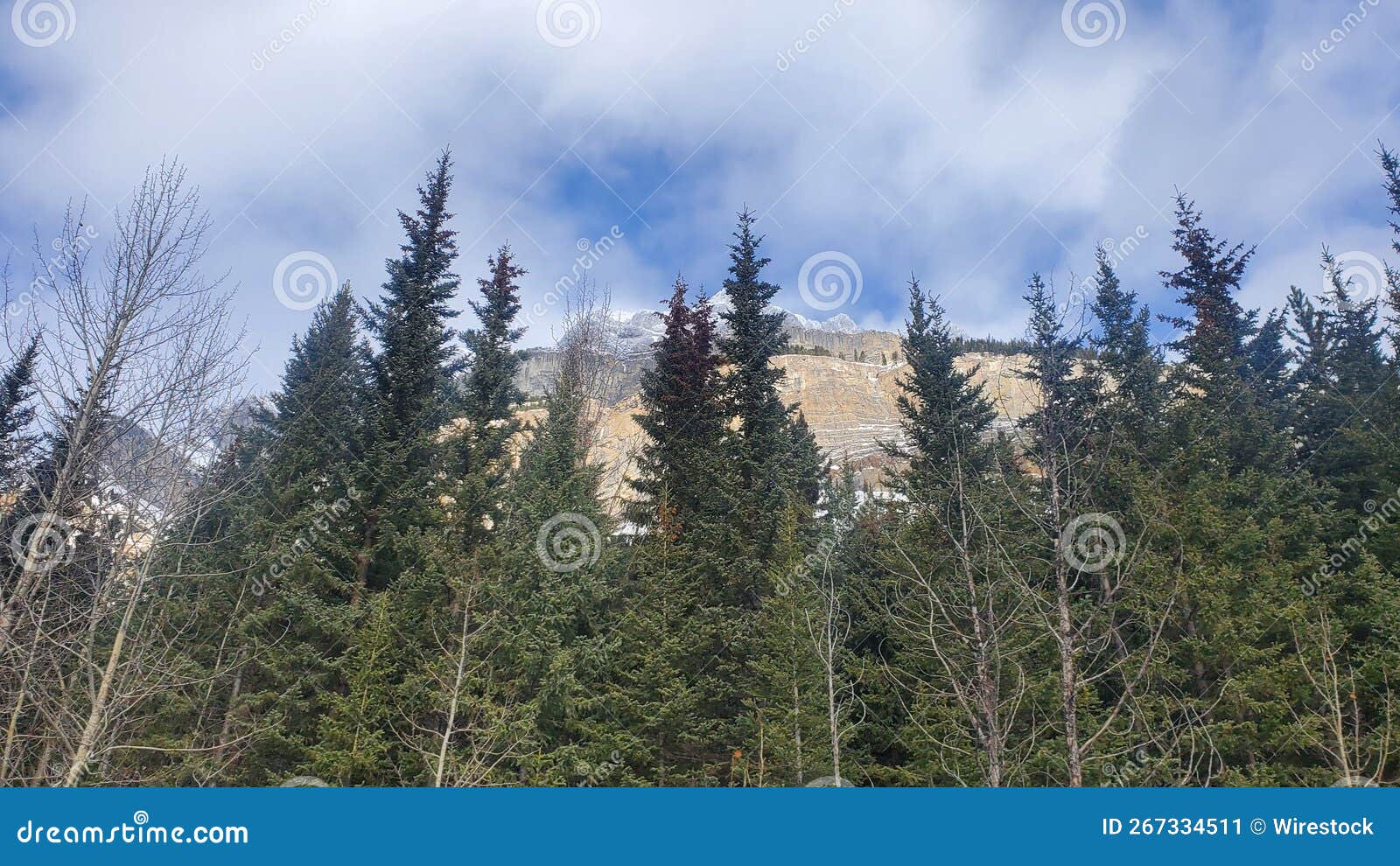 Low-angle View of High Pine Trees in a Forest Under the Mountains Stock ...