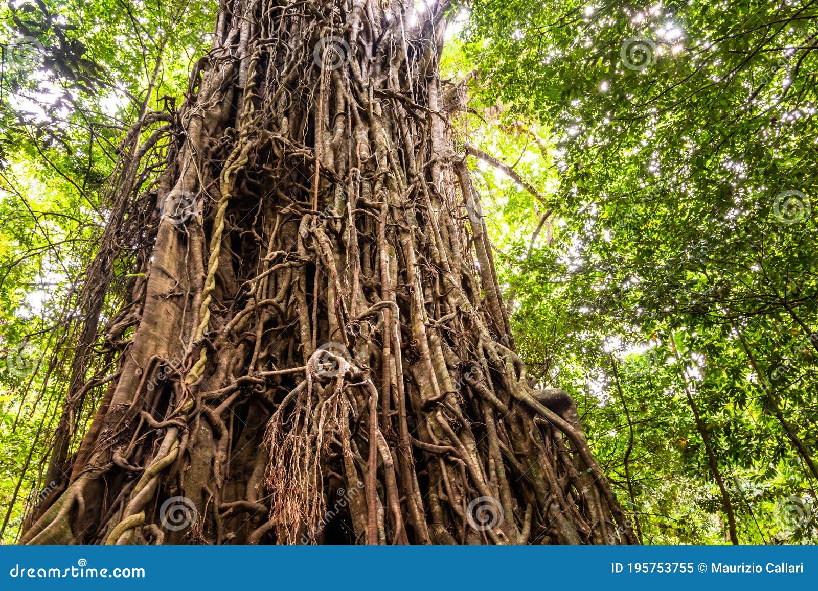 Low Angle View of a Huge Australian Strangler Fig Tree Stock Image ...