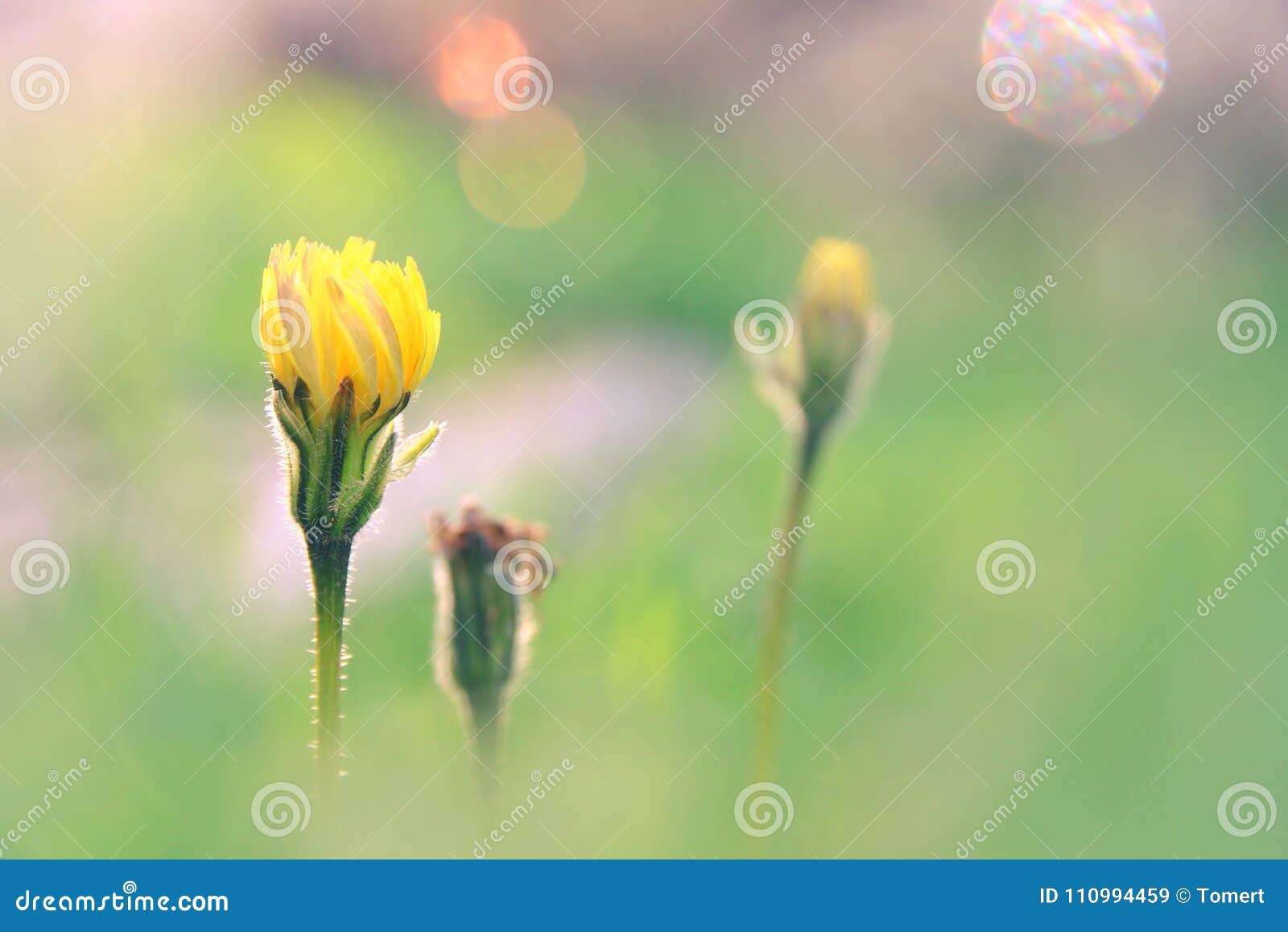 22,811 Low Flowers Stock Photos - Free & Royalty-Free Stock Photos from ...